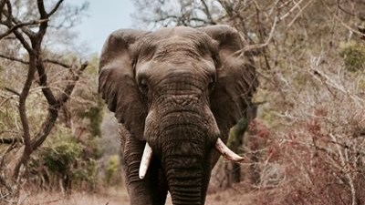 SA’s success story in elephant conservation | Knysna-Plett Herald