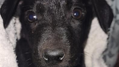 Parvo-gevalle neem toe onder honde | George Herald