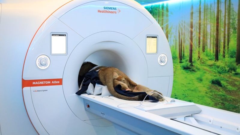 [WATCH] MRI reveals cause of George lion cub’s neurological symptoms ...