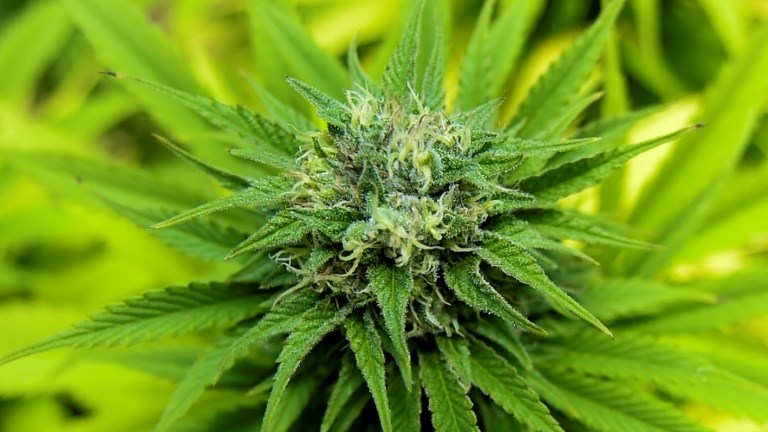 Israelis rejoice in weed from heaven | George Herald