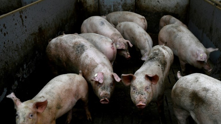 Scientists revive brain function in dead pigs | George Herald