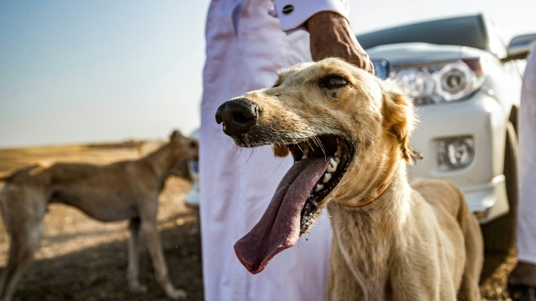 Syrian village trains racing dogs despite war and pandemic | George Herald