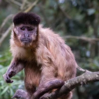 5 Star attractions at Monkeyland | Knysna-Plett Herald