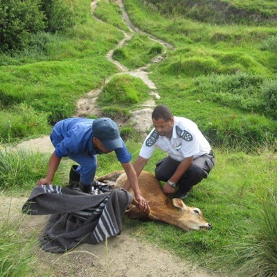 Dieremishandeling: DBV gaan kinders opvoed | George Herald