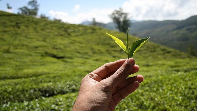 Rooibos: good production management key to higher yields | George Herald