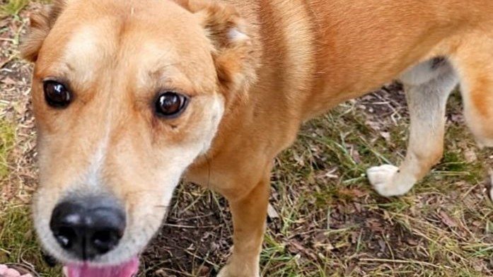 Meet Toffee - A gentle soul Looking for a second chance | George Herald