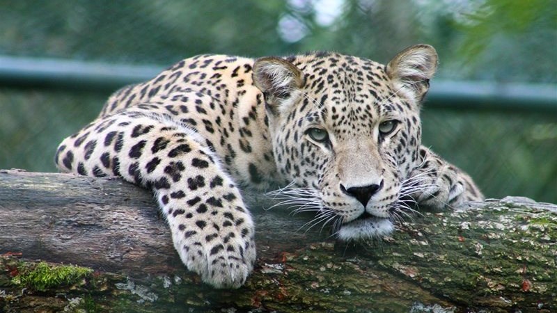 Unique bush & beach holiday destinations in South Africa | George Herald