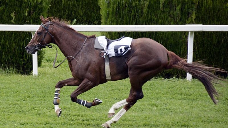 ‘I’m thrilled!’: Mary Slack’s win changes her mind about Durban July ...