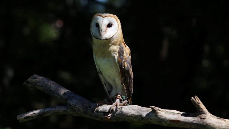 Whooo’s ready to learn? Owl conservation talk in Wilderness | George Herald