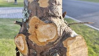 Severe tree pruning upsets estate residents | George Herald