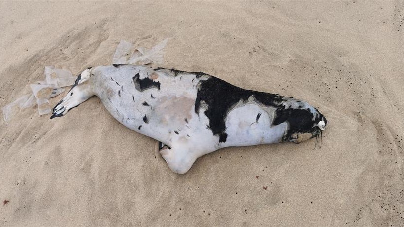 Dooie robbe langs kus gevind | Mossel Bay Advertiser