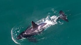 Lone orca spotted in Mossel Bay waters | Mossel Bay Advertiser