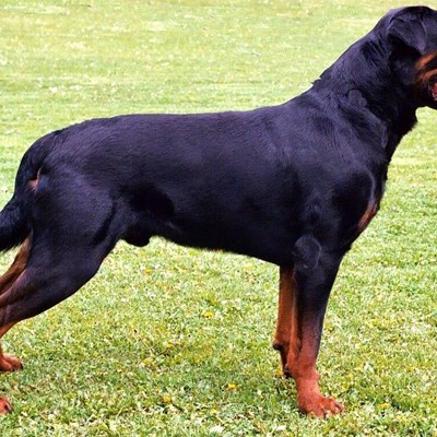 Honde-eenheid kort honde | Mossel Bay Advertiser