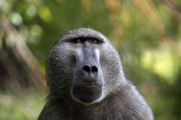 Hungry baboons attacking dogs | Knysna-Plett Herald