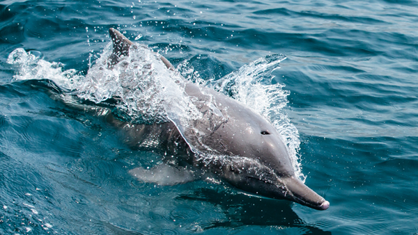 Whistling 'hello' in Dolphin-speak | Knysna-Plett Herald
