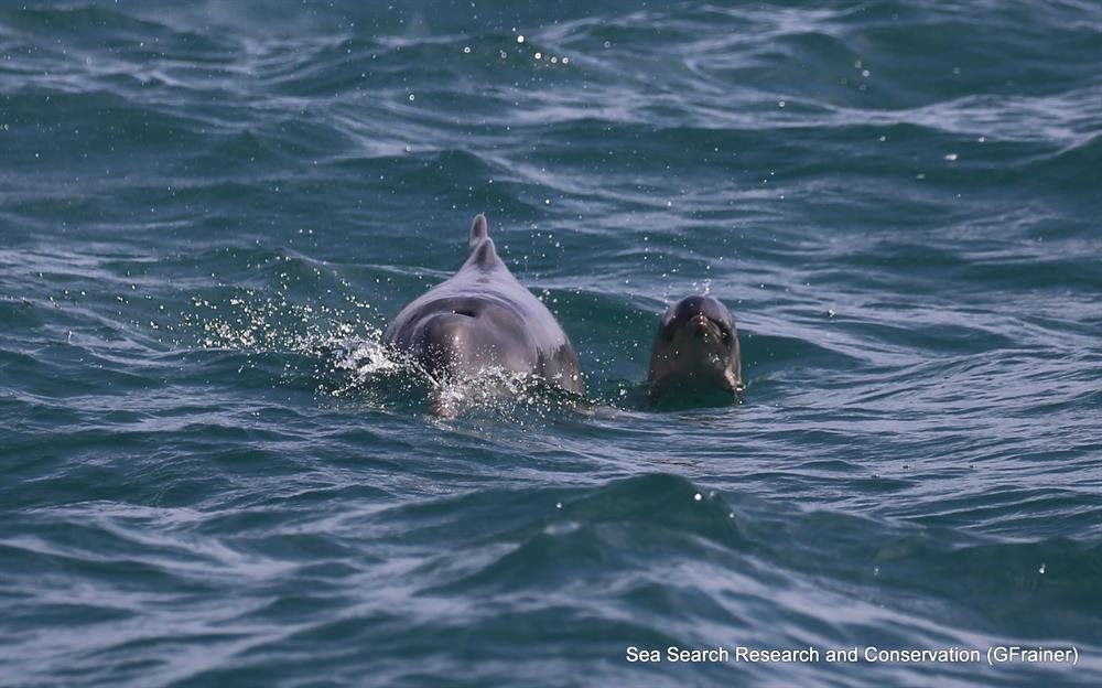 Rare sighting of dolphin | Mossel Bay Advertiser