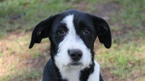 Give a puppy a second chance | George Herald