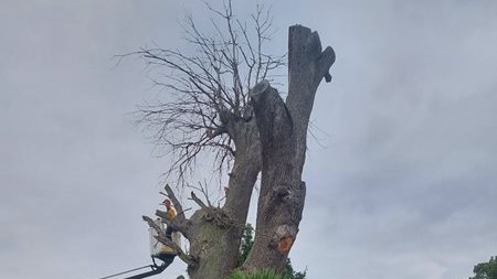 Historic 'Slave Tree' trimmed for safety reasons | George Herald