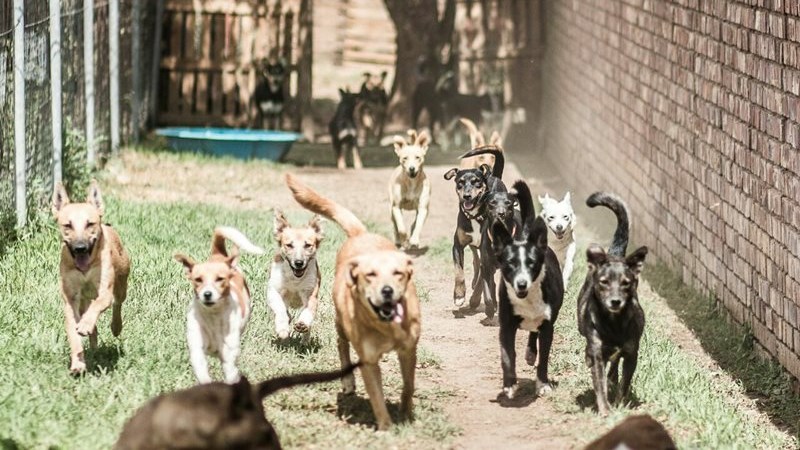 ODIN's kennels at risk of demolition, dogs need foster homes | George ...