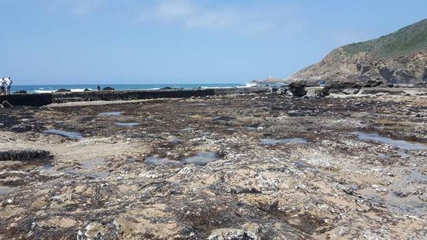 Tidal pool emptied to remove sea urchins | George Herald