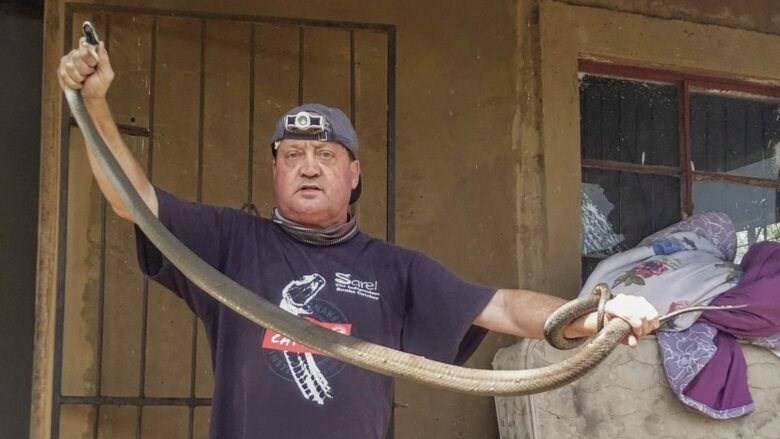 Snake catcher removes large black mamba from KZN home | George Herald