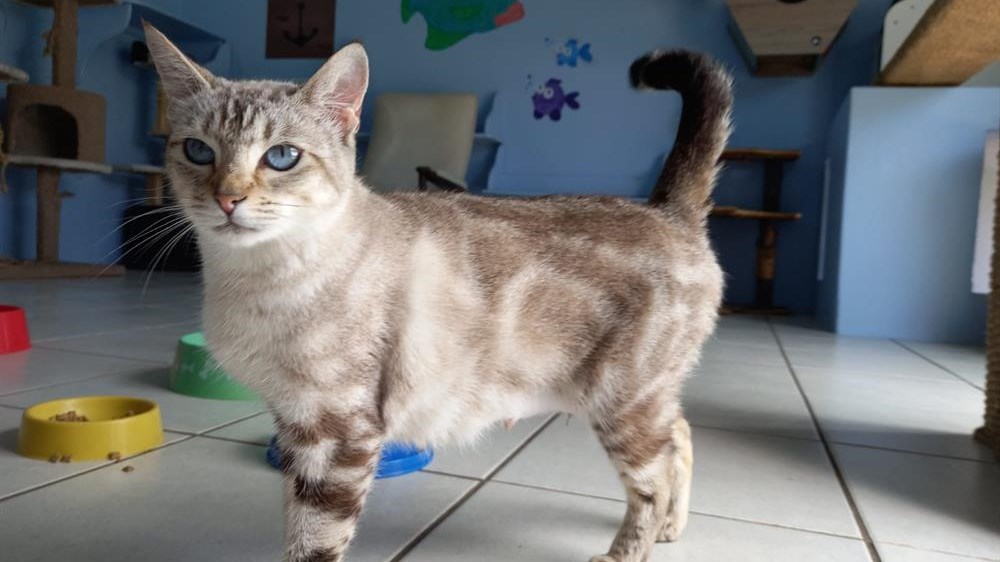 Diere vir aanneming | Mossel Bay Advertiser