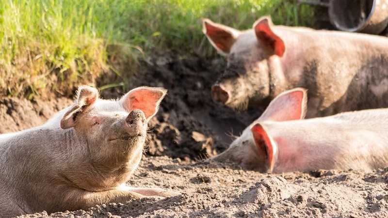 Managing your pigs’ health | George Herald