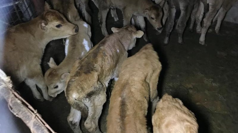 Unweaned calves die of cold and hunger | George Herald