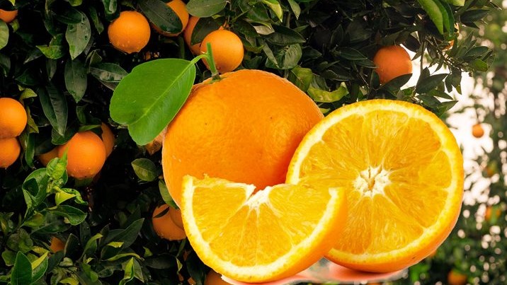 SA citrus exports hit record 203 million cartons in 2025 | Mossel Bay ...