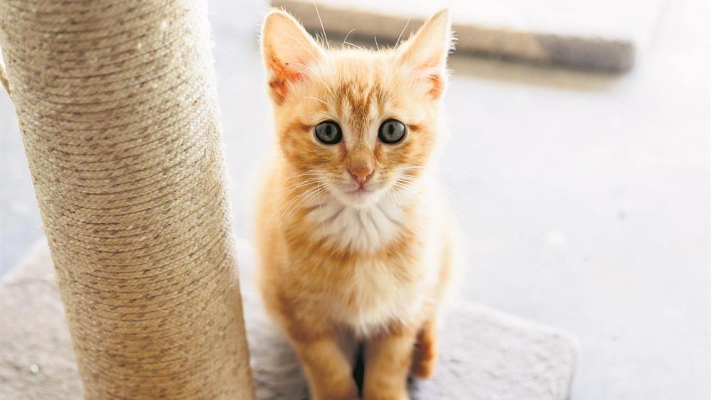 The reality behind the SPCA's work | George Herald