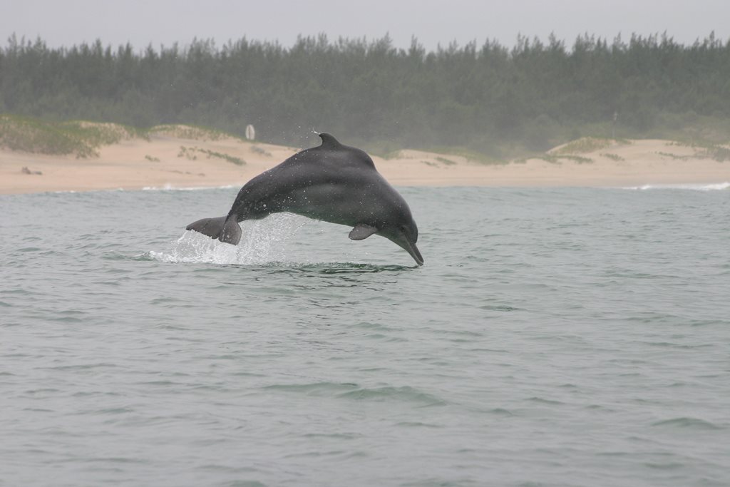 Endangered humpback dolphin gets tattoos | Oudtshoorn Courant