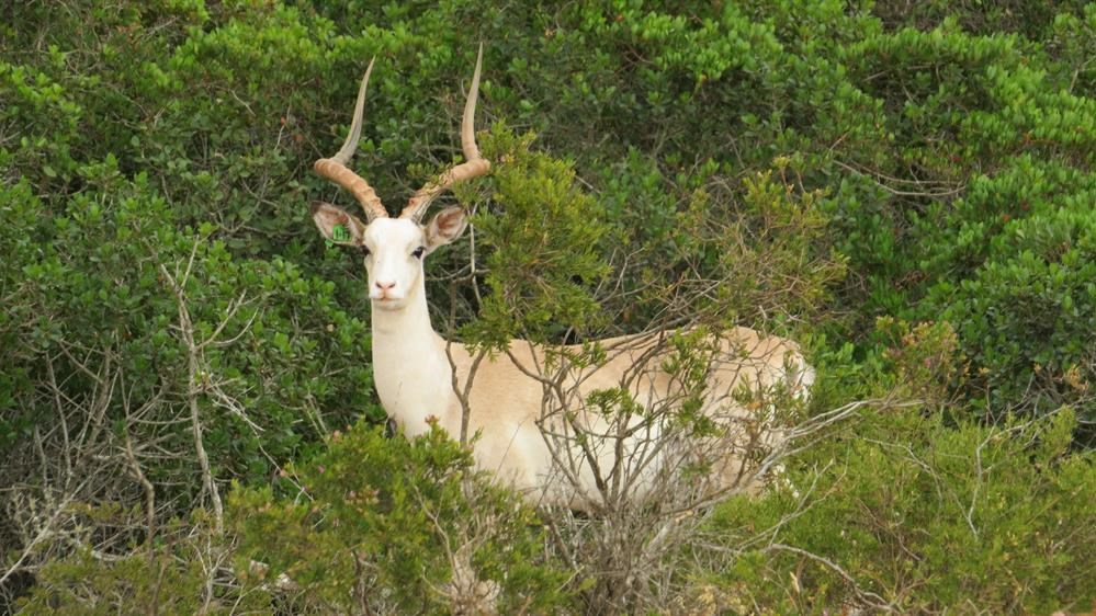 Wildsveiling wek groot belangstelling | George Herald