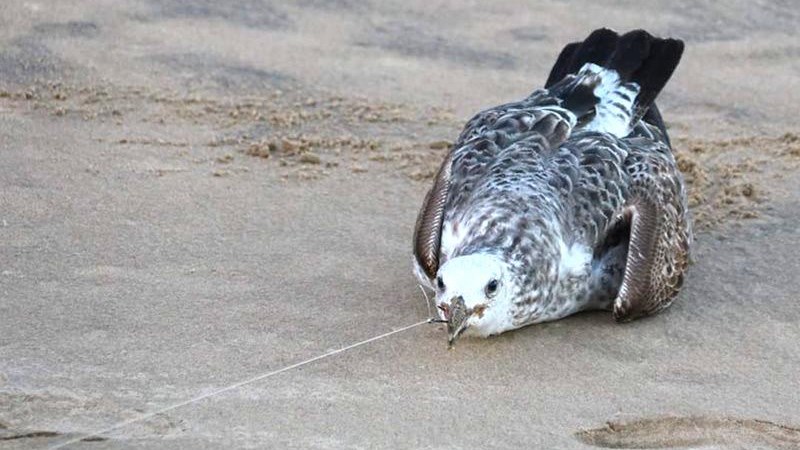 'Seagull saga an accident' | George Herald