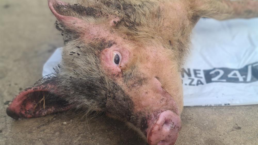 Court case after pig found emaciated | George Herald