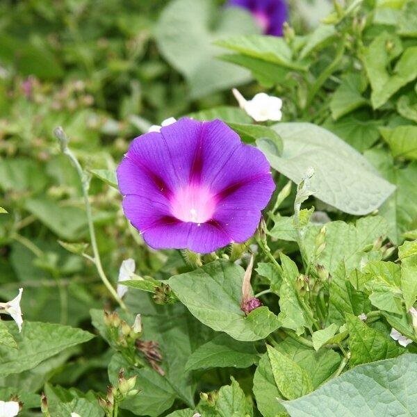 Alien invasive plants that are found in our gardens! | Mossel Bay ...