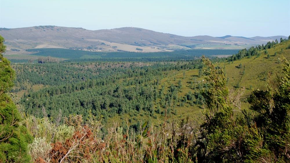 No, pine plantations are not 'green' | George Herald