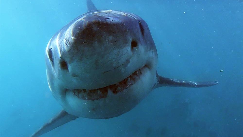 Marine biologist, shark expert to speak at museum | Mossel Bay Advertiser