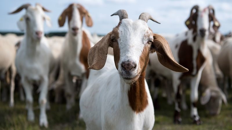 Countries resolve to eradicate sheep and goat plague by 2030 | Mossel ...