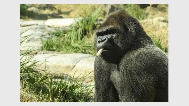 Gorilla escapes Pretoria Zoo enclosure | Knysna-Plett Herald