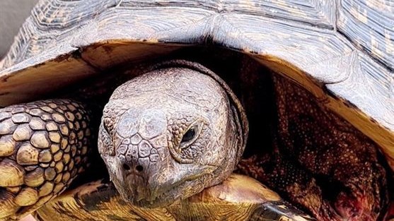 Three-legged tortoise highlights plight of illegal pets | Knysna-Plett ...