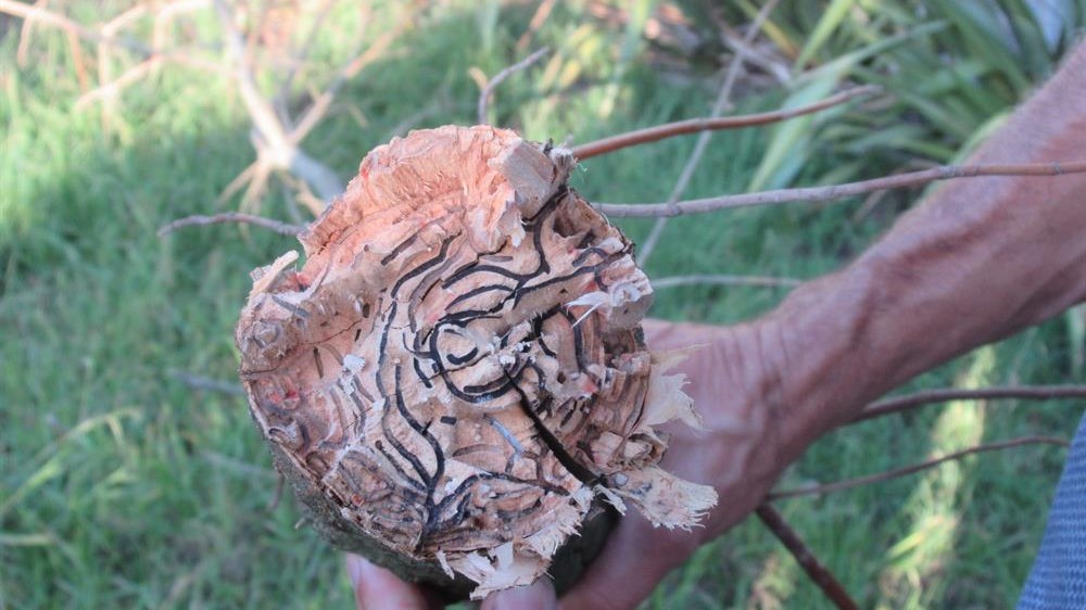 Koue winter kan help om kewers se voortplanting te keer | George Herald