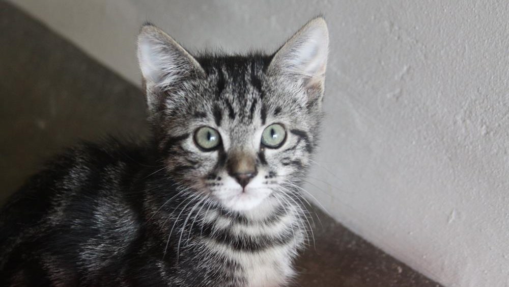 Adoptions available at the SPCA | George Herald