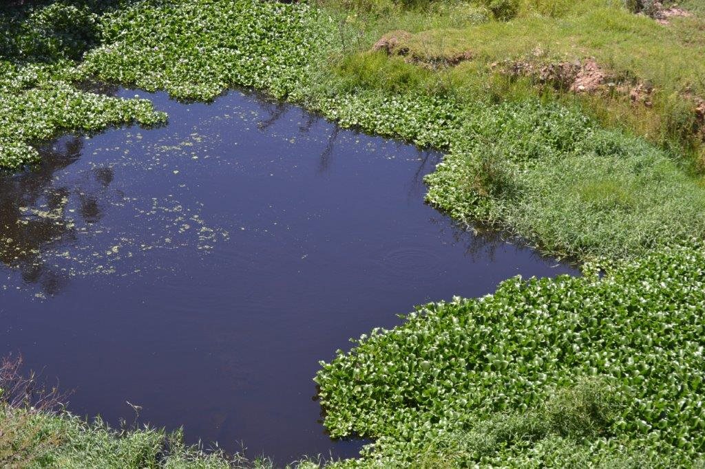 Indringerplante versmoor riviere | Suid-Kaap Forum