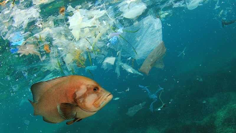 World Earth Day: Protecting the Ocean | George Herald