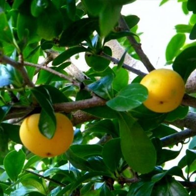 Indigenous and edible - the Kei apple | George Herald