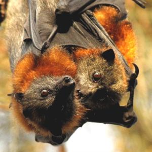 Birds of Eden welcomes Flying Fox | Knysna-Plett Herald