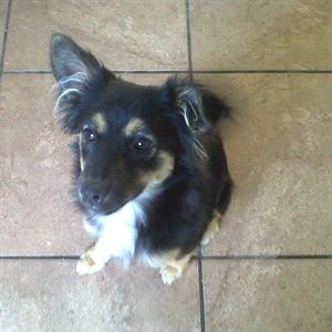 Beloved dog gone missing | Knysna-Plett Herald