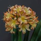 Clivia Show | George Herald