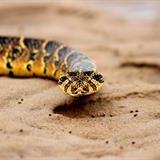 Pofadder swem in Goukourivier | Suid-Kaap Forum