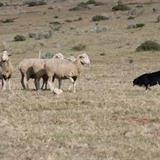 Skaaphonde wys hul staal | Suid-Kaap Forum